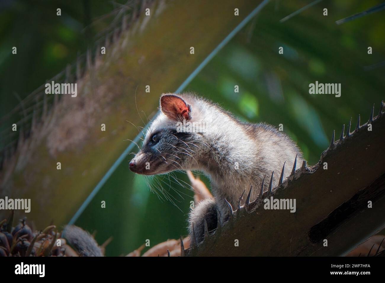Asian palm civet on the tree Stock Photo - Alamy