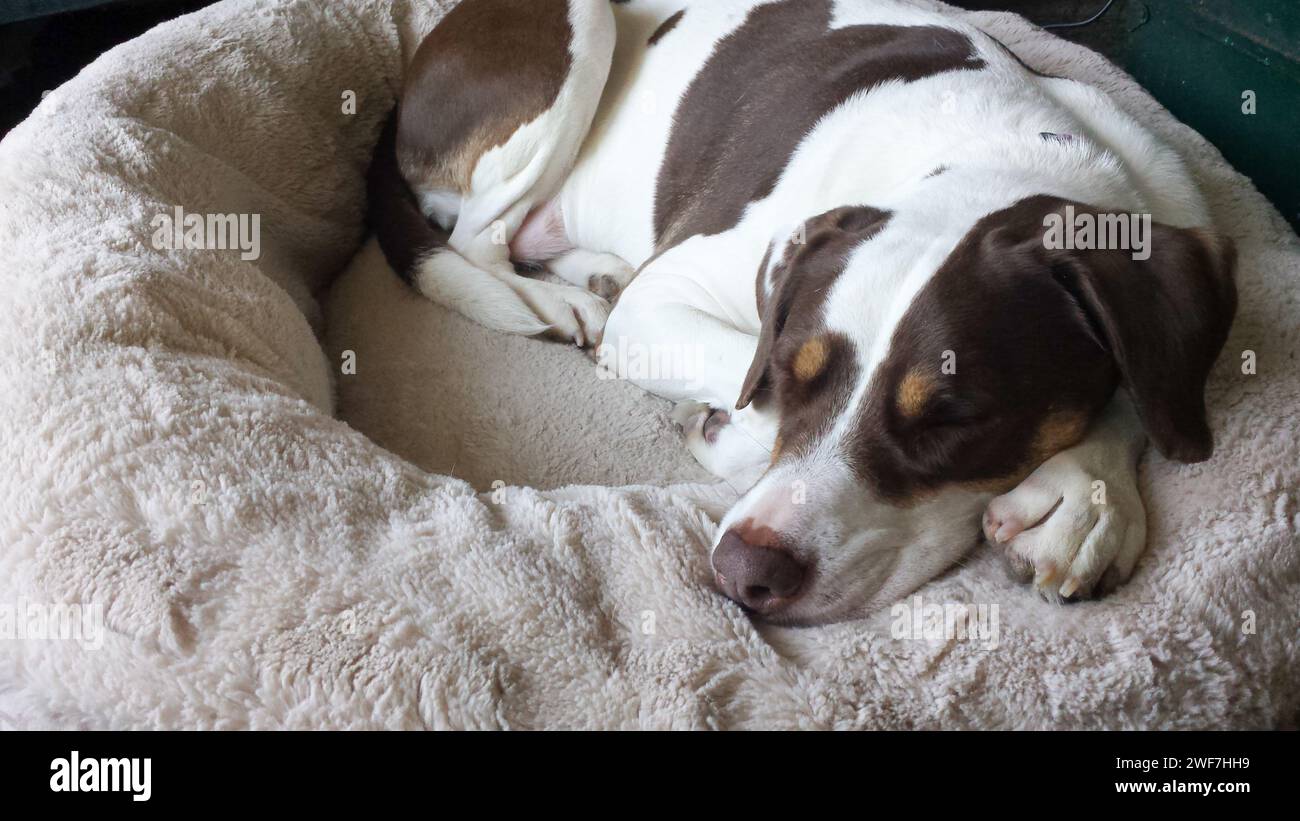 Sweet Dog Cozy in Bed Stock Photo - Alamy