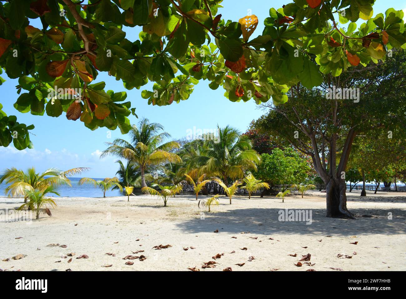 Lush tropical trees hi-res stock photography and images - Alamy