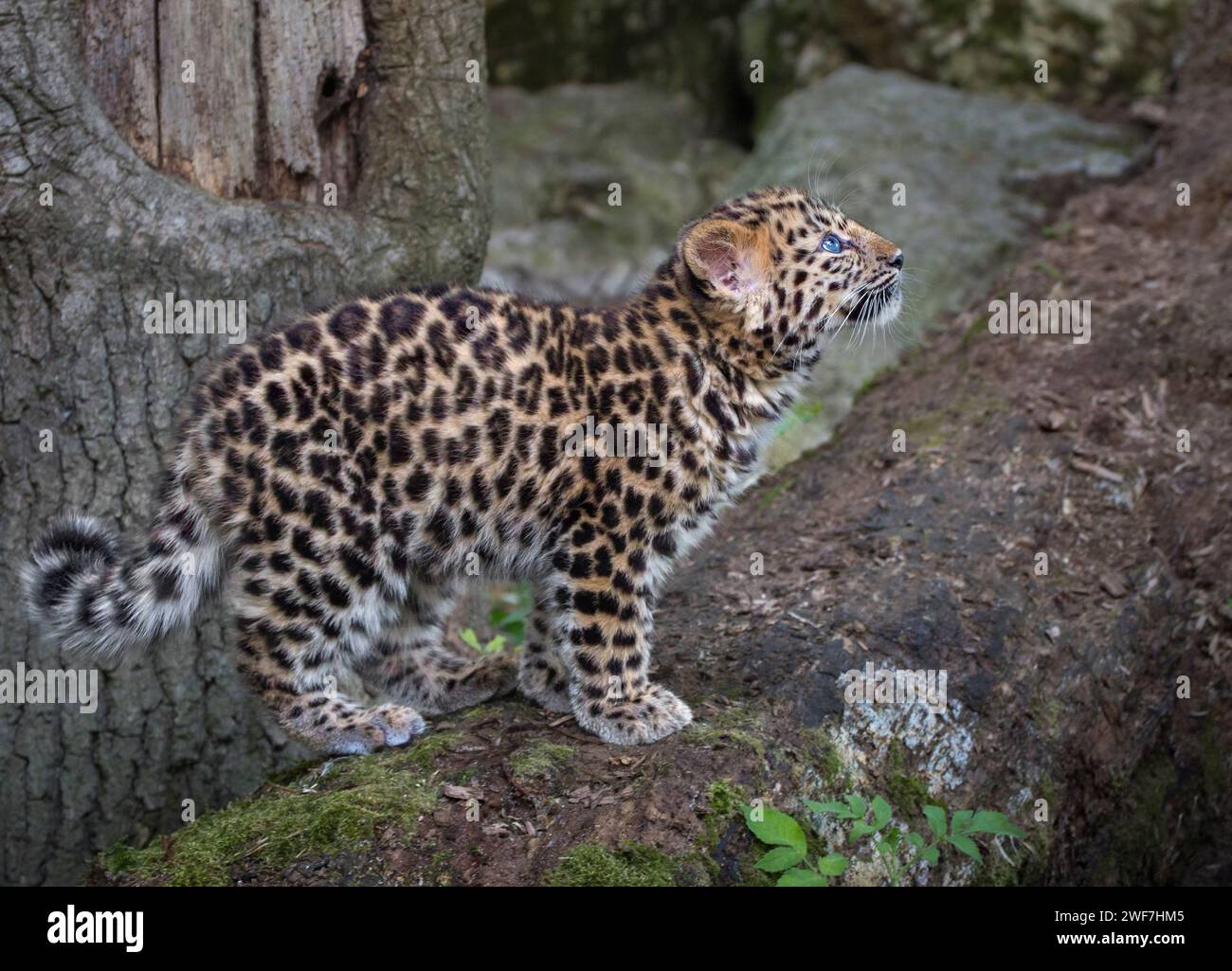 Amur leopard cub 3 months old Stock Photo - Alamy