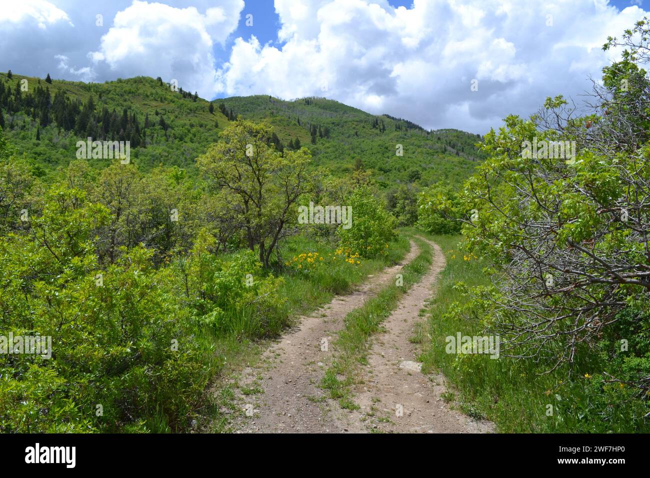 Green Winding Pathway in Utah Stock Photo - Alamy
