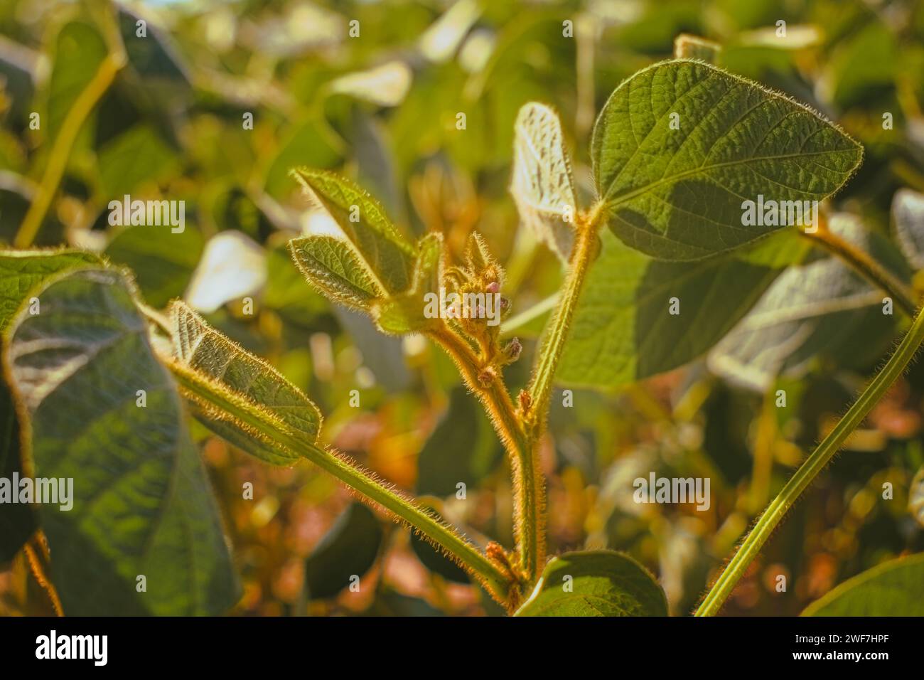 Soybean flower hi-res stock photography and images - Alamy