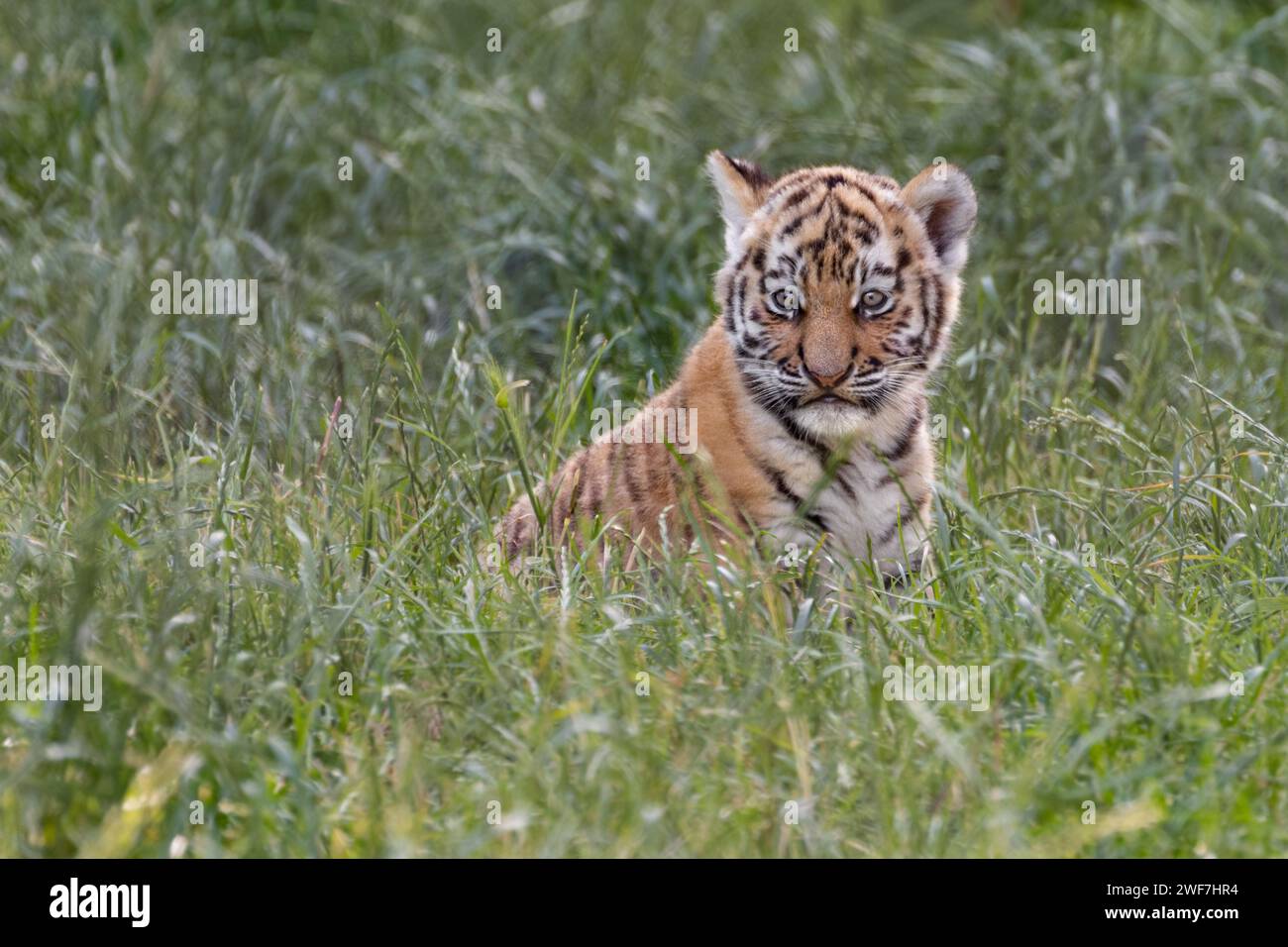 Amur tiger cub 18 weeks old Stock Photo - Alamy