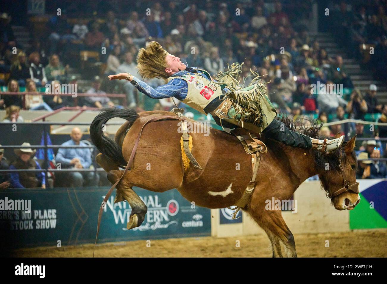Cowboy hanging on to his horse during a rodeo Stock Photo - Alamy