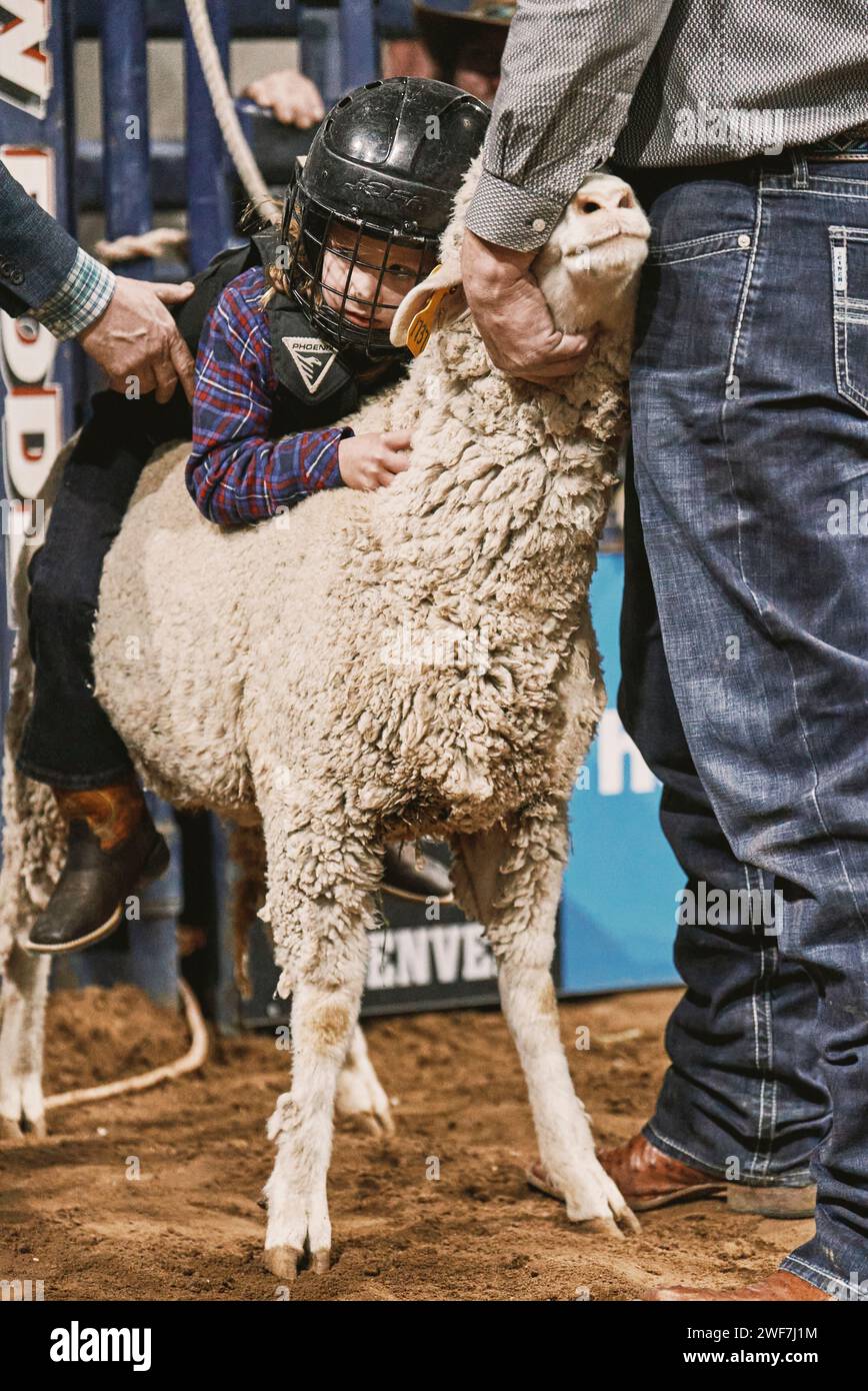 Child sitting on a sheep before mutton busting event at a rodeo Stock ...