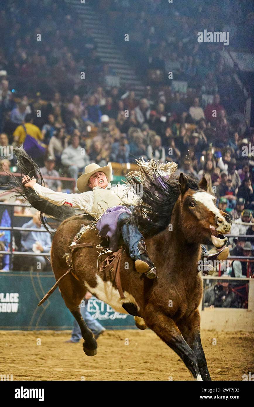 Cowboy hanging on to horse during rodeo event Stock Photo - Alamy
