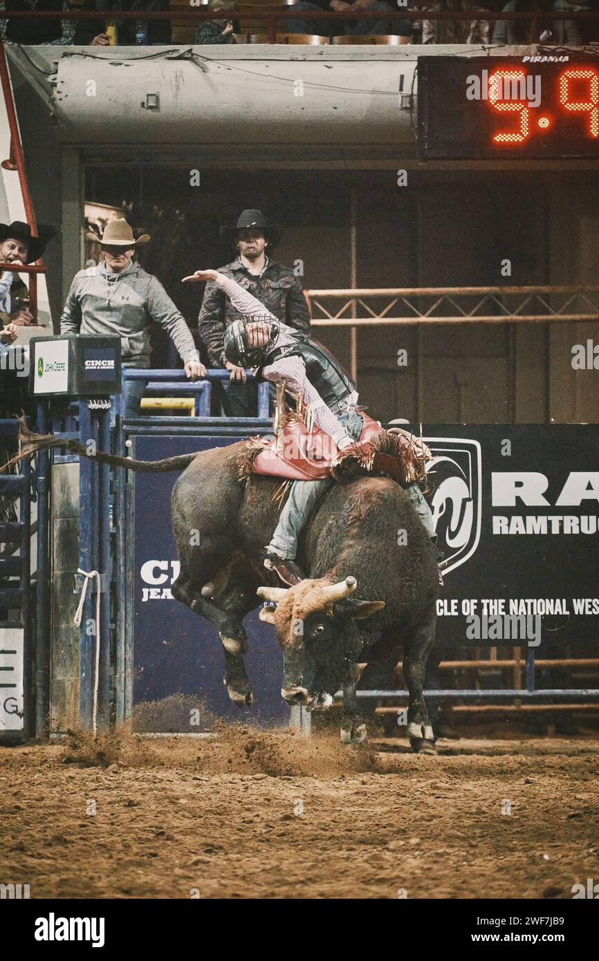 Bullrider on a bull in a rodeo Stock Photo - Alamy