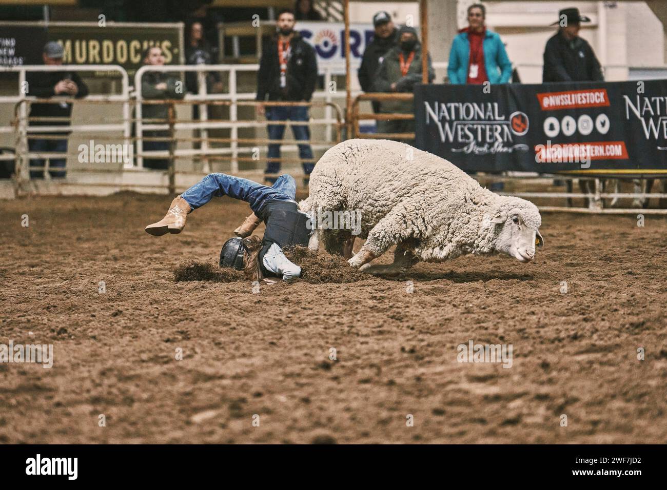 Child falling off a sheep during a mutton busting event at a rodeo ...