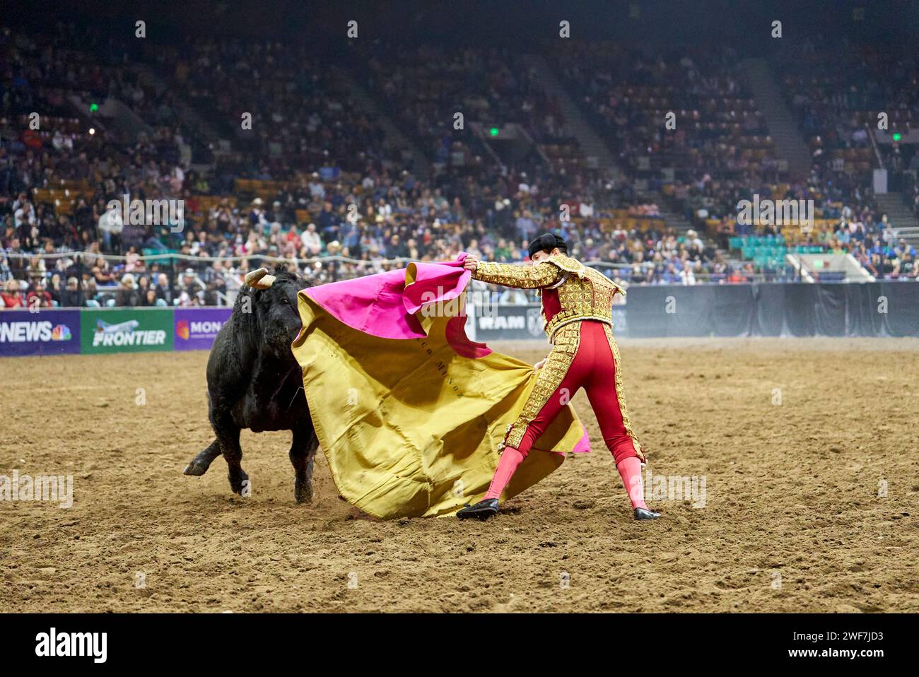 Matador with bull at rodeo Stock Photo - Alamy