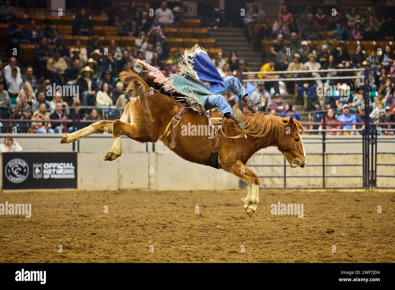 Cowboy hanging on to a horse bucking during rodeo Stock Photo - Alamy