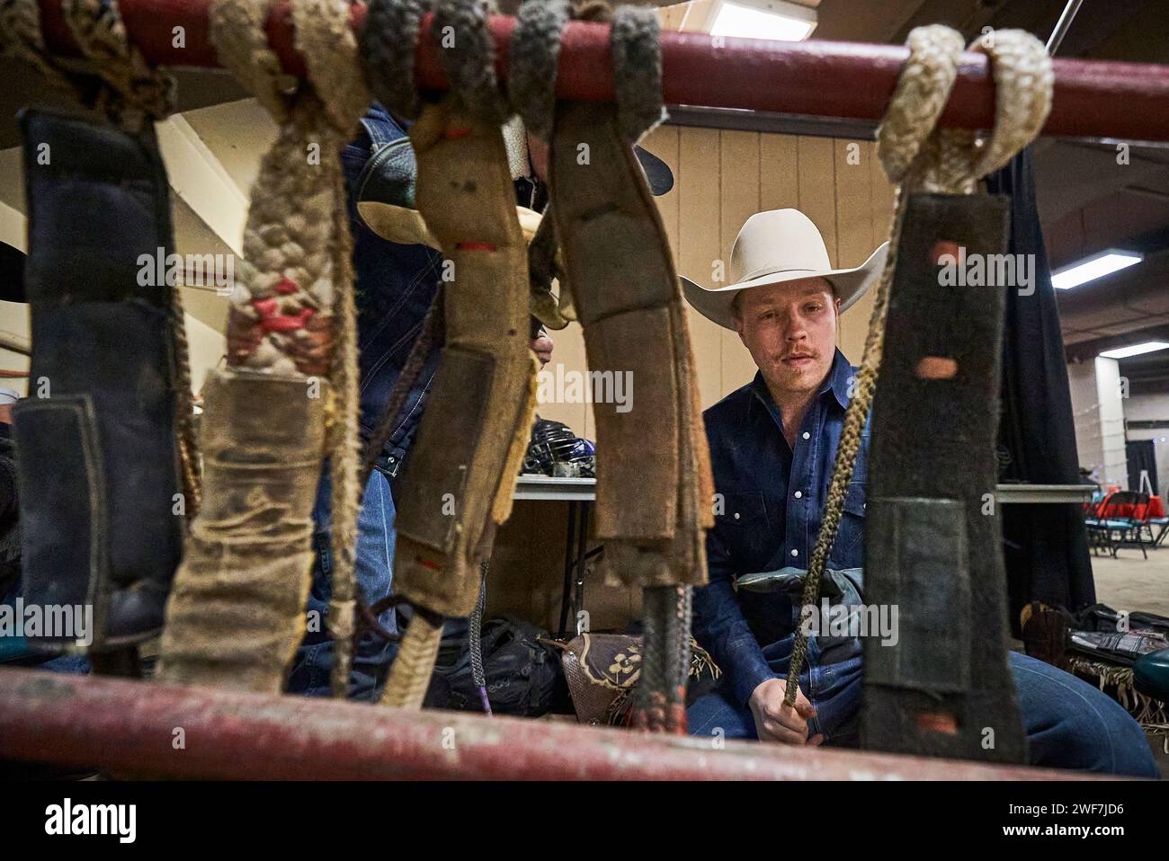 Cowboy tying ropes on harnesses at rodeo Stock Photo - Alamy