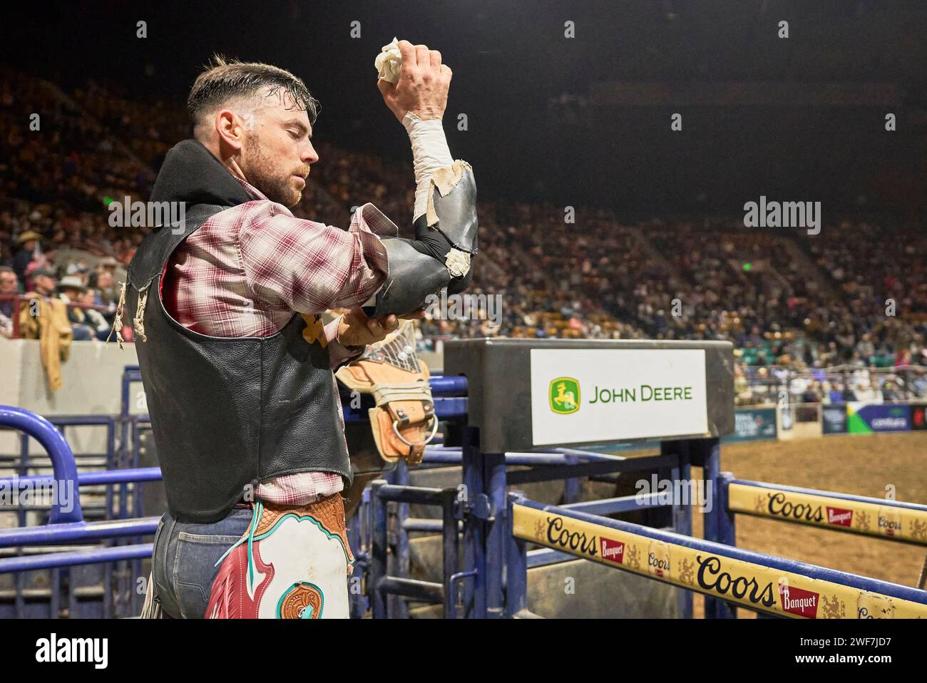 Cowboy putting on pads during rodeo event Stock Photo - Alamy
