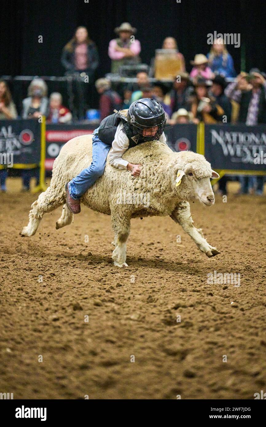 Child riding a sheep during a mutton busting event at a rodeo Stock ...