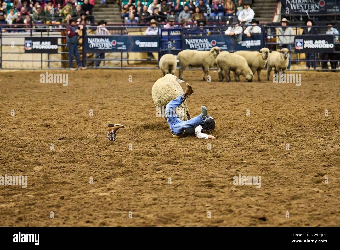 Child falling off of a sheep during a mutton busting event at a rodeo ...