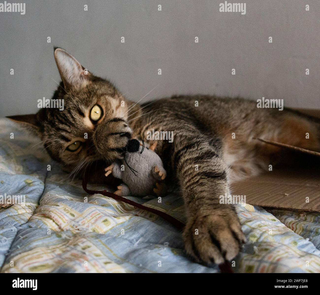 Buffy the cat in a playful mood Stock Photo - Alamy