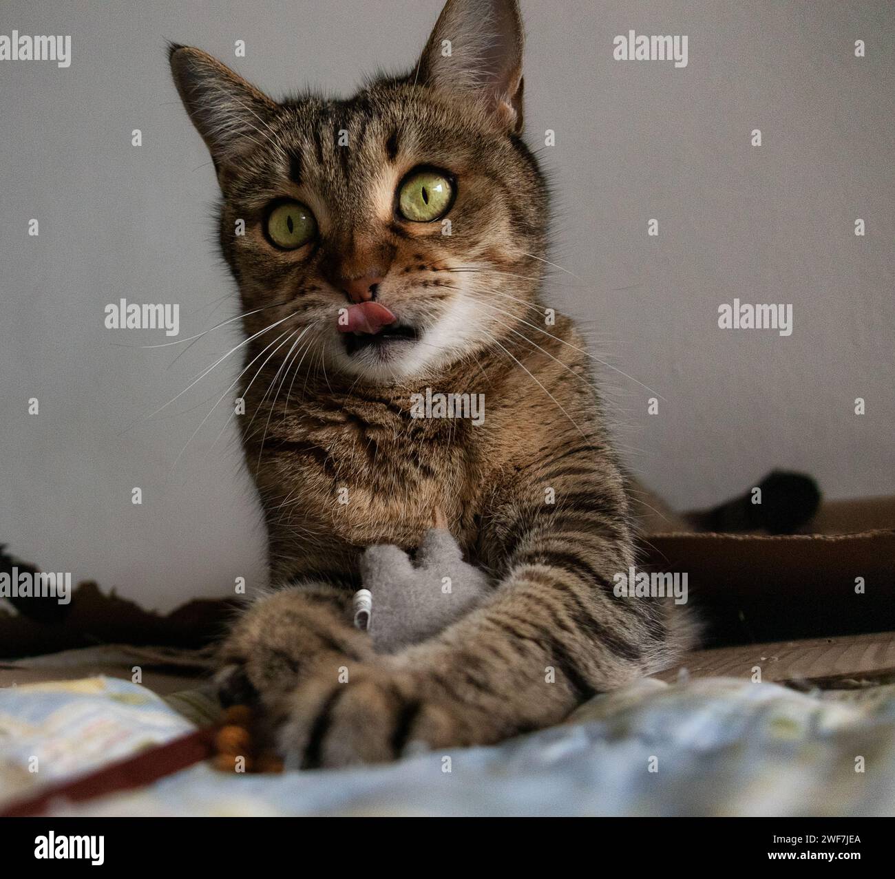 Buffy the cat in a playful mood Stock Photo - Alamy
