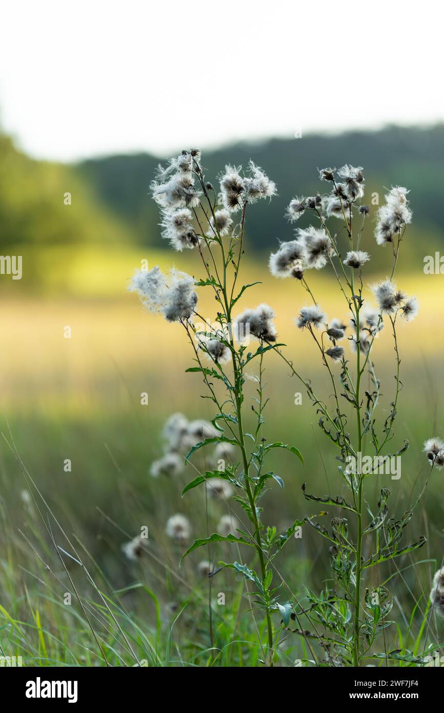 Swedish Summer photo walk of the water and grass Stock Photo - Alamy
