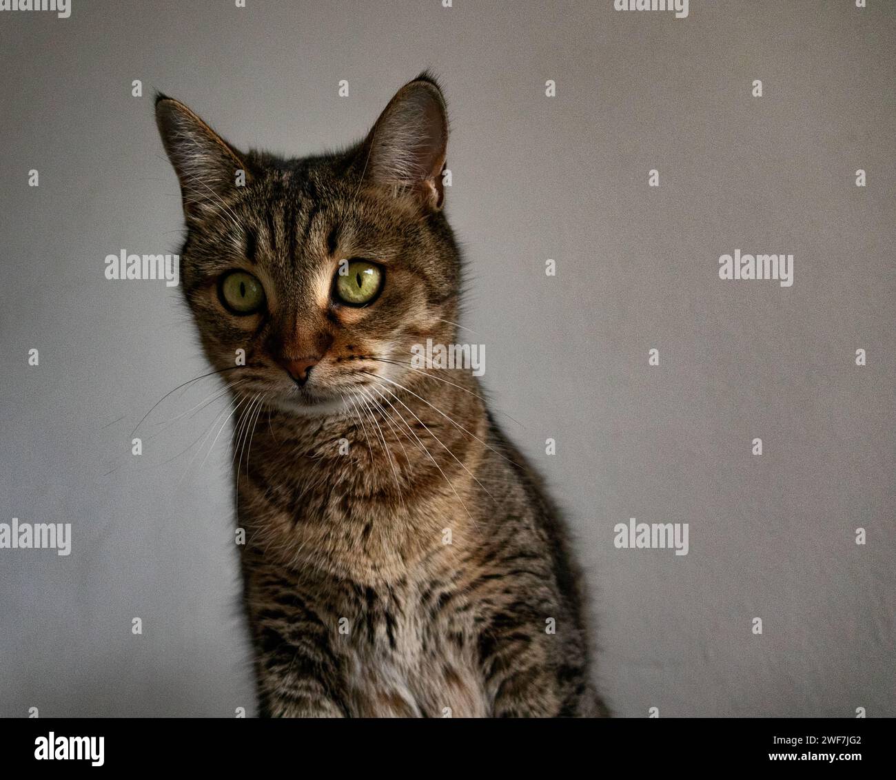 Buffy the cat in a playful mood Stock Photo - Alamy