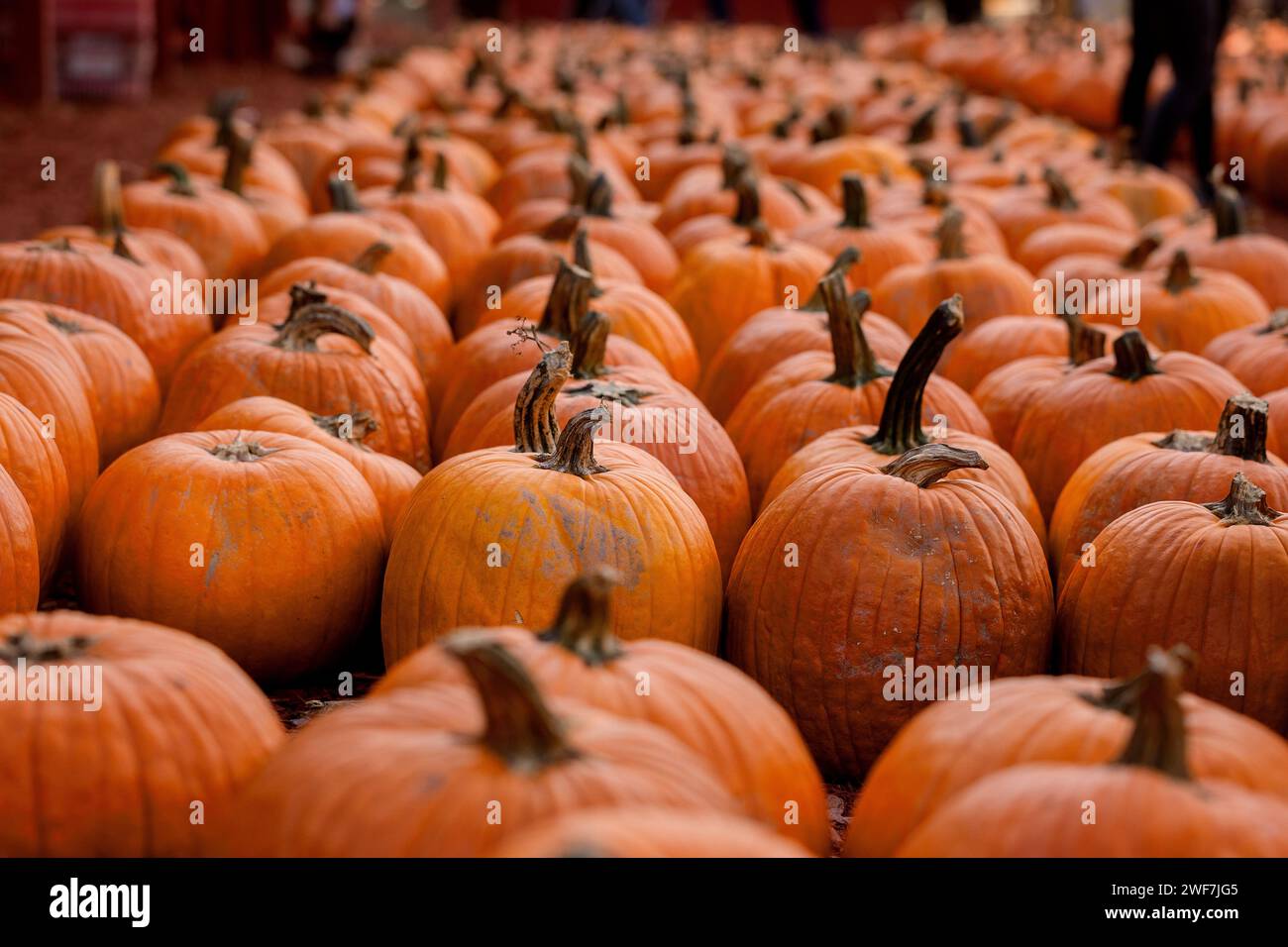 Georgia pumpkins hi-res stock photography and images - Alamy