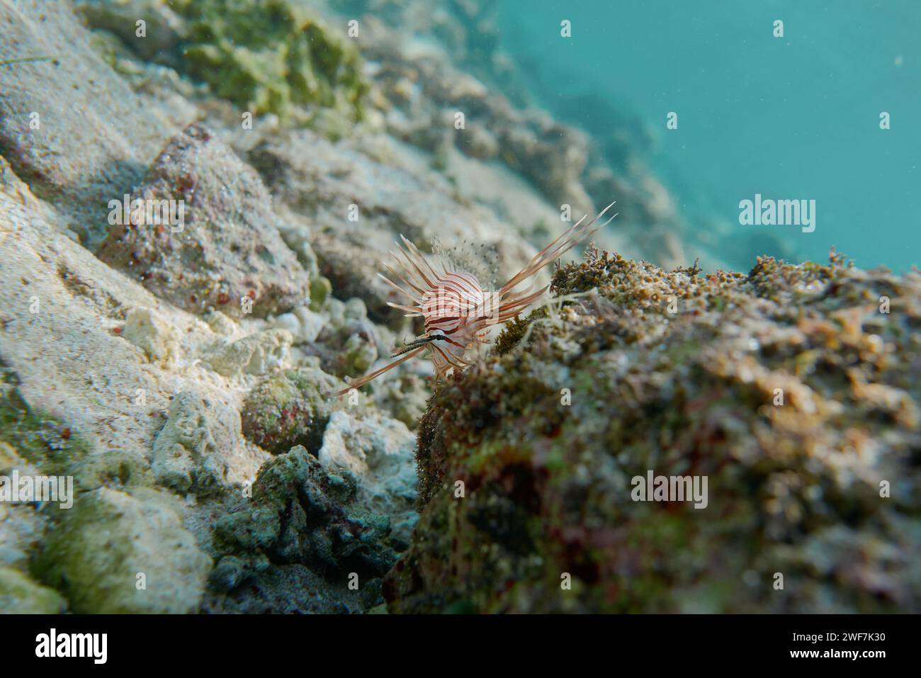 Underwater sea life bali hi-res stock photography and images - Alamy