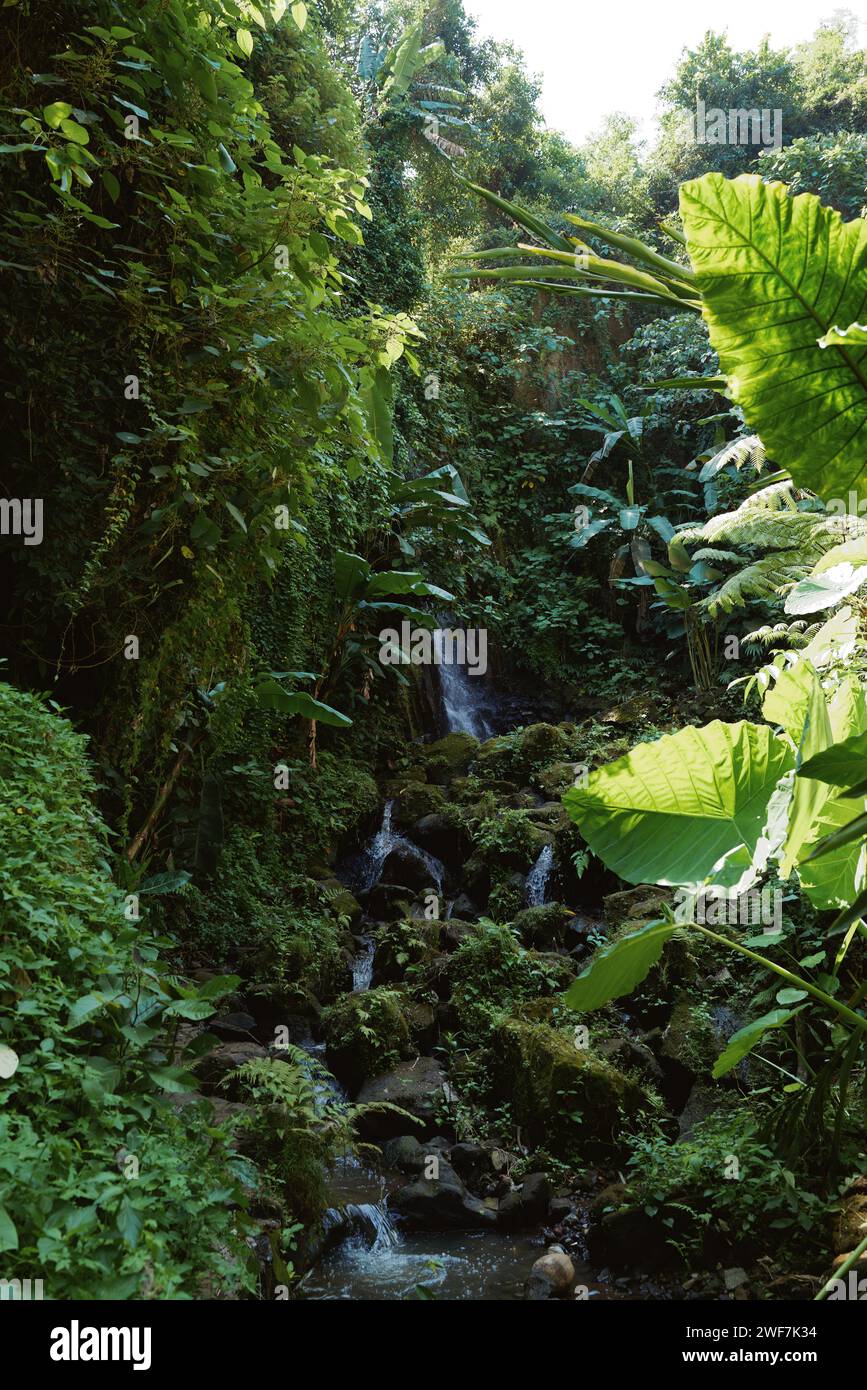 Rainforest bali hi-res stock photography and images - Alamy