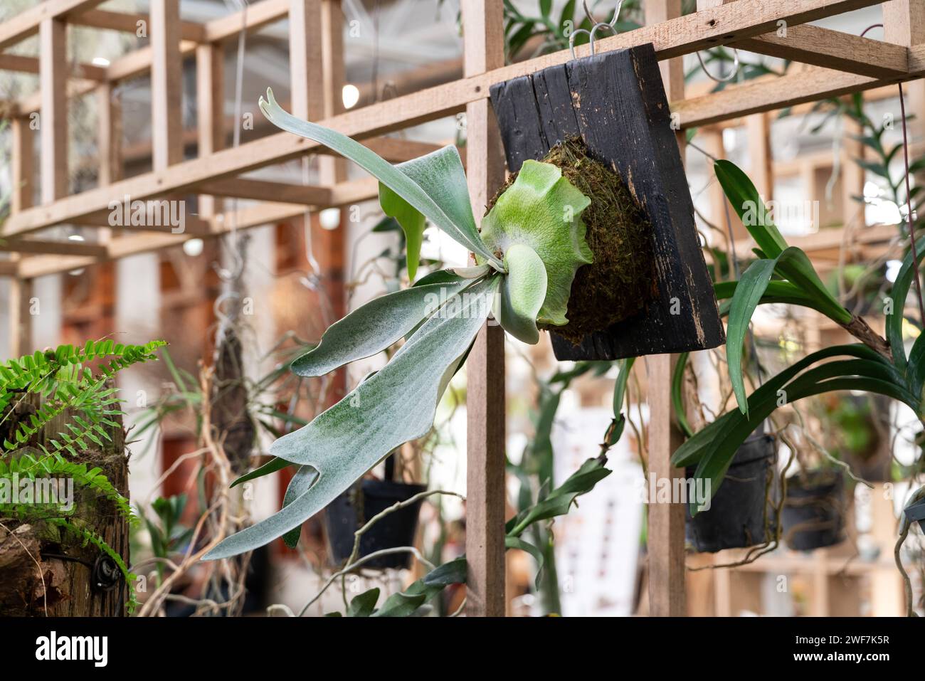 Beautiful platycerium, staghorn fern, deer antler, deer horn shape ...