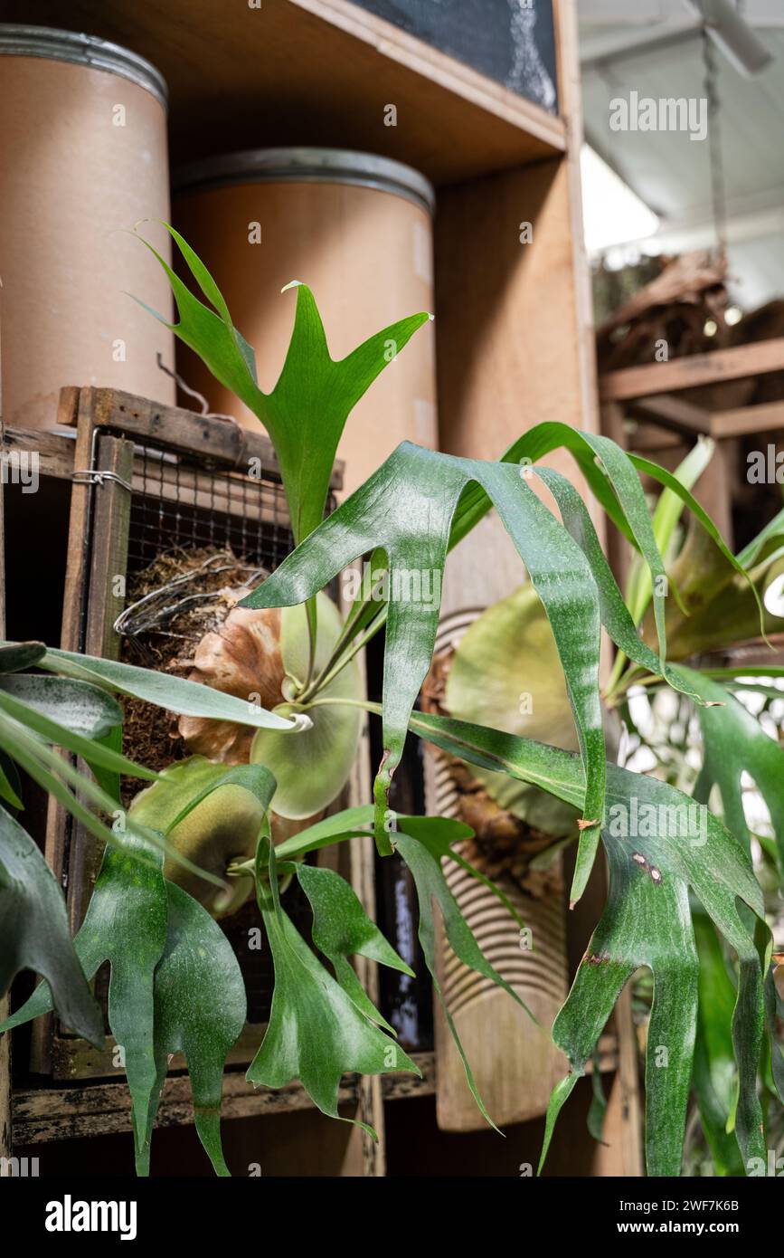 Beautiful platycerium, staghorn fern, deer antler, deer horn shape ...