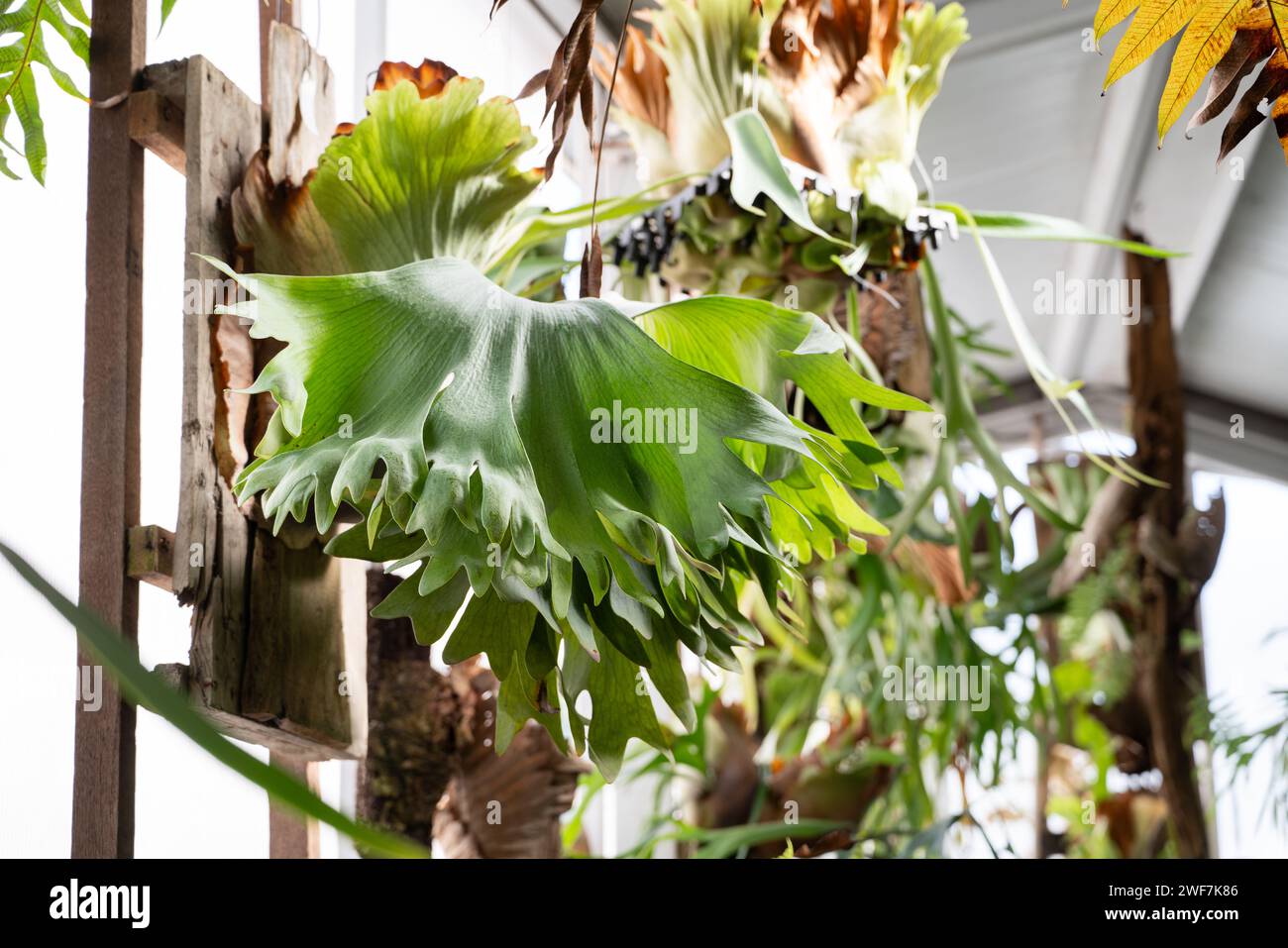 Beautiful platycerium, staghorn fern, deer antler, deer horn shape ...