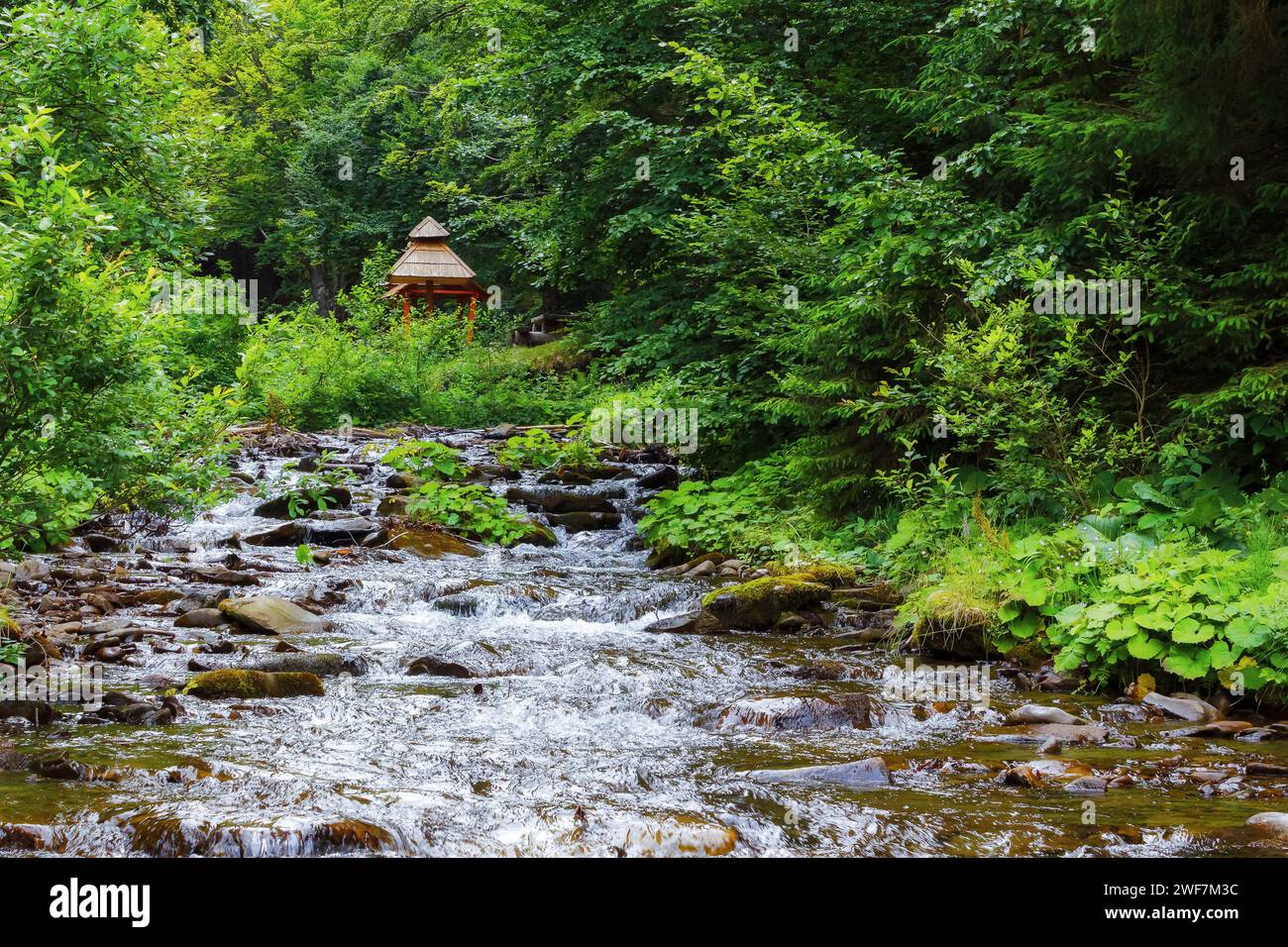 summer nature scenery in the forest. shallow water stream among the ...