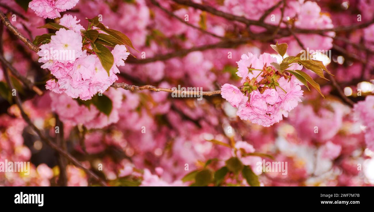 lush sakura branches in full blossom. warm april weather. pink floral ...