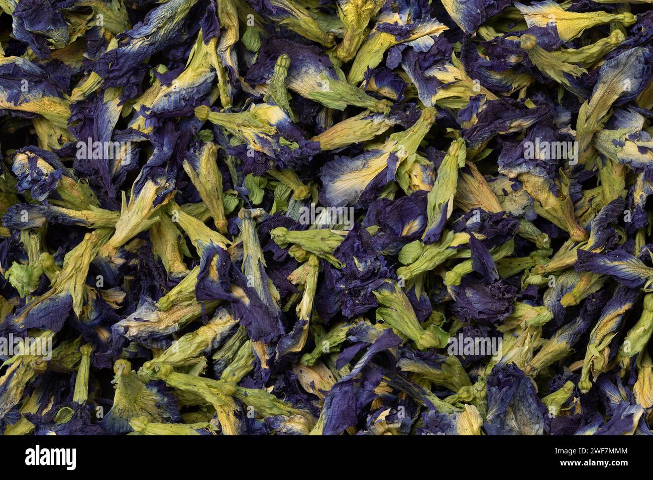 Dried purple Butterfly pea flowers close up full frame as background ...