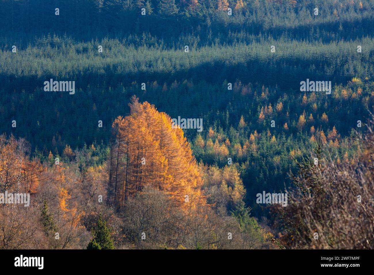 Deciduous and evergreen trees hi-res stock photography and images - Alamy