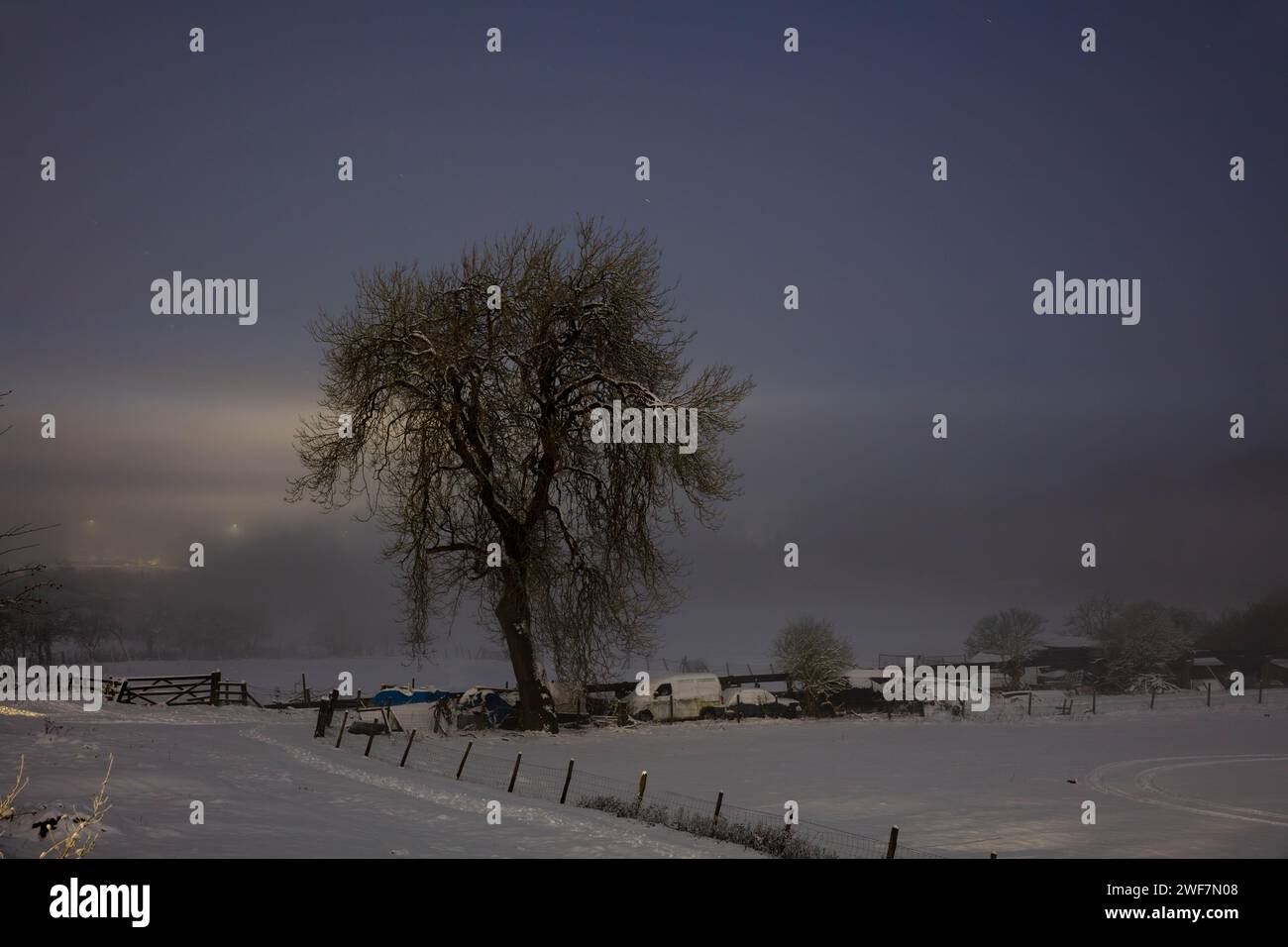 Lonely tree in fog on a freezing winter evening, County Durham, England ...
