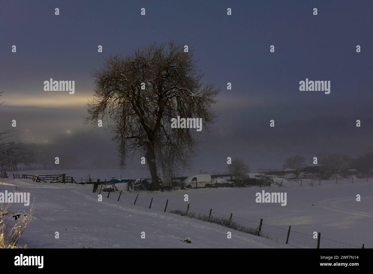 Lonely tree in fog on a freezing winter evening, County Durham, England ...