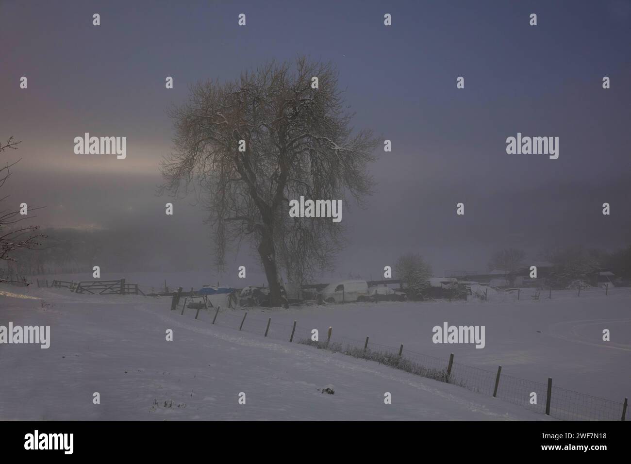 Lonely tree in fog on a freezing winter evening, County Durham, England ...