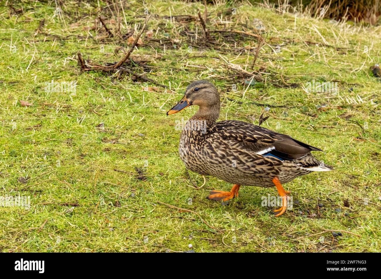 Female mallard duck walking across grass Stock Photo - Alamy