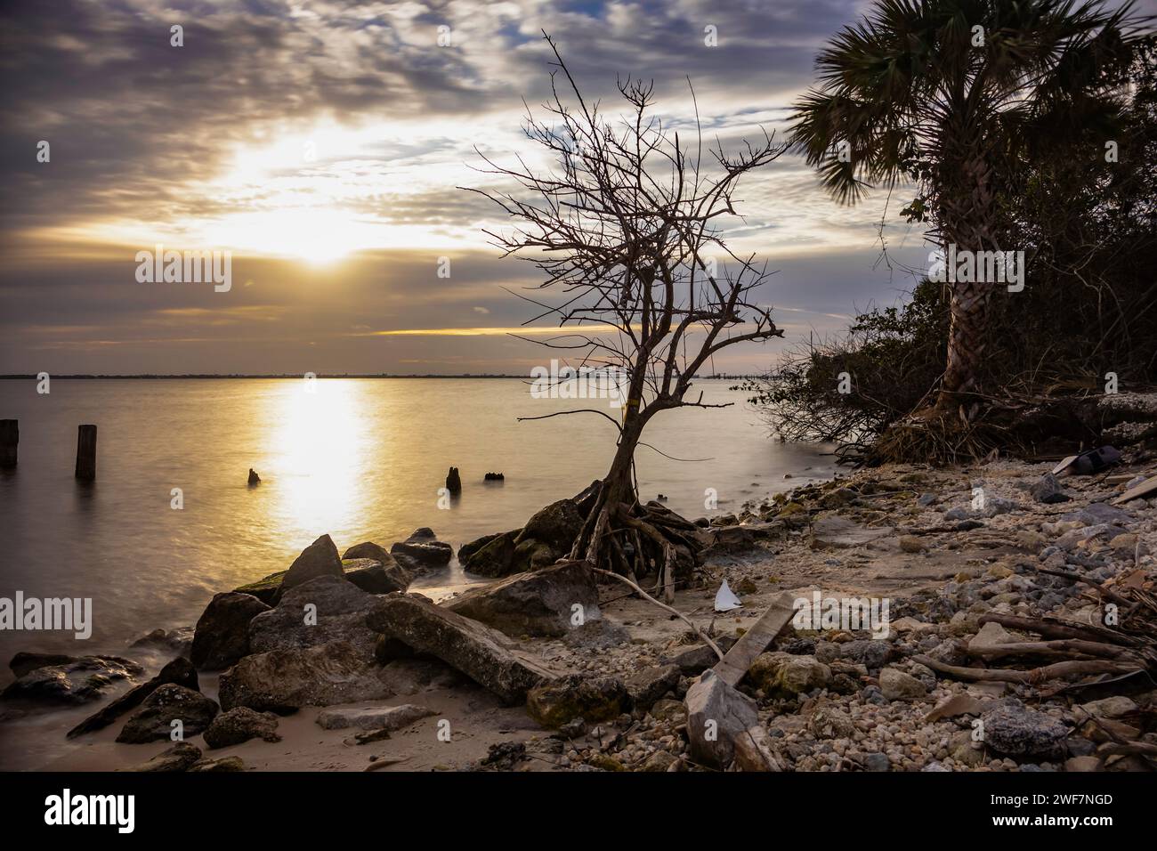Lone mangrove tree hi-res stock photography and images - Alamy