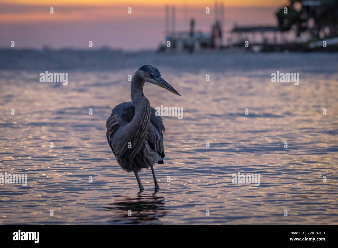 Great blue heron hunting Stock Photo - Alamy