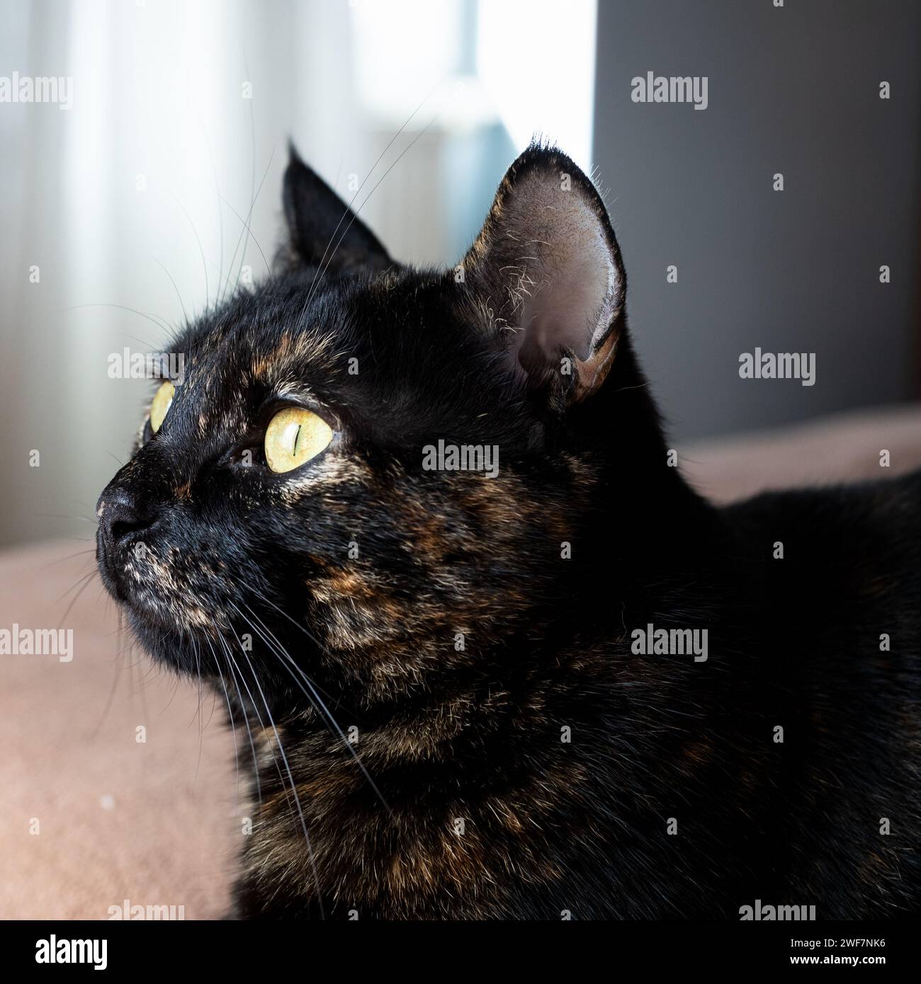 Portrait of a beautiful tortoiseshell cat with yellow eyes Stock Photo ...
