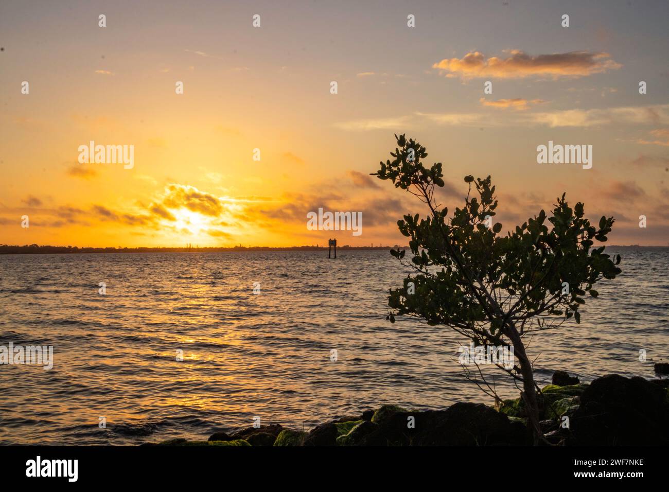 Mangrove tree lonely hi-res stock photography and images - Alamy
