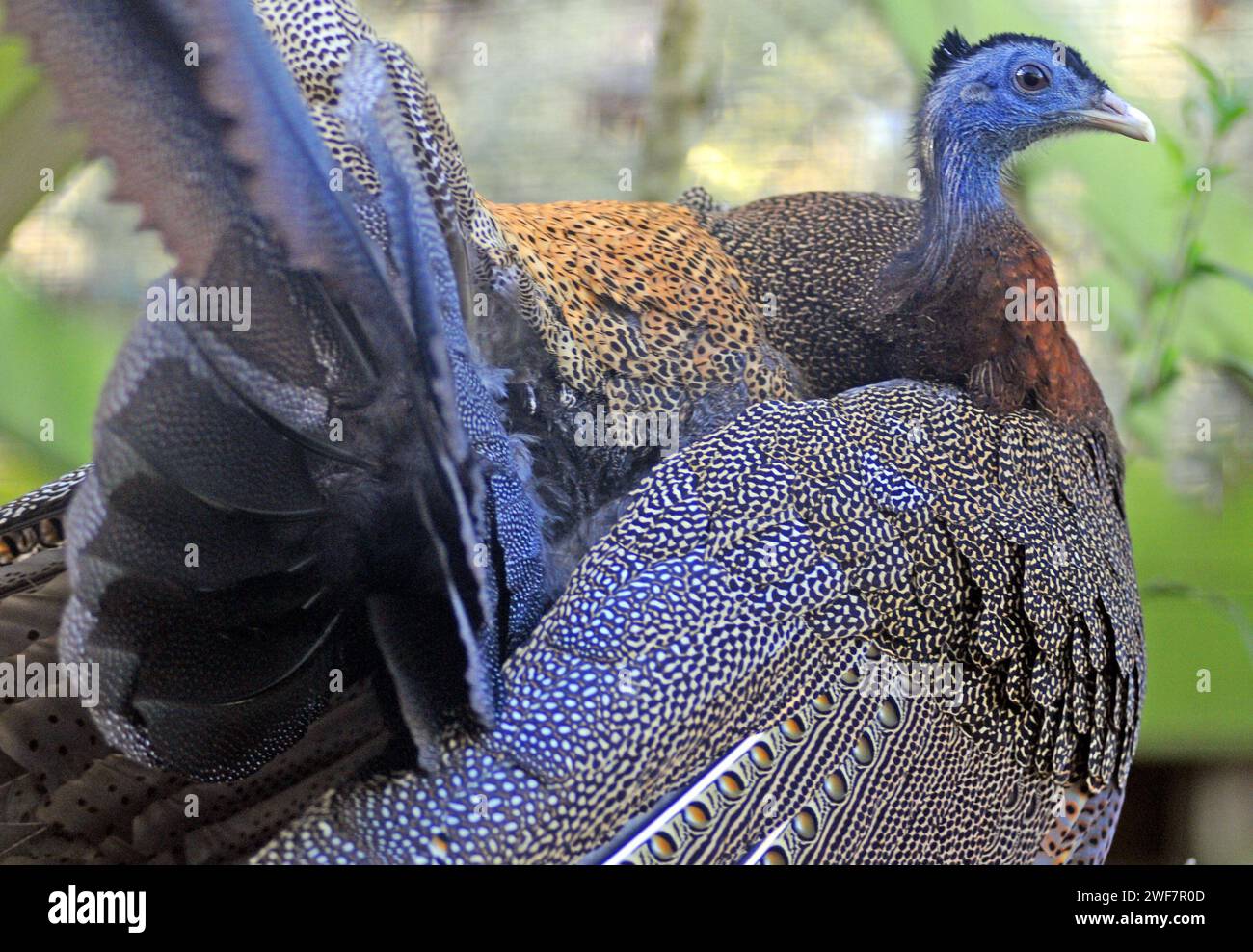 GREAT ARGUS PHEASANT ,BIRDWORLD, FARNHAM SURREY. PIC MIKE WALKER 2024 ...