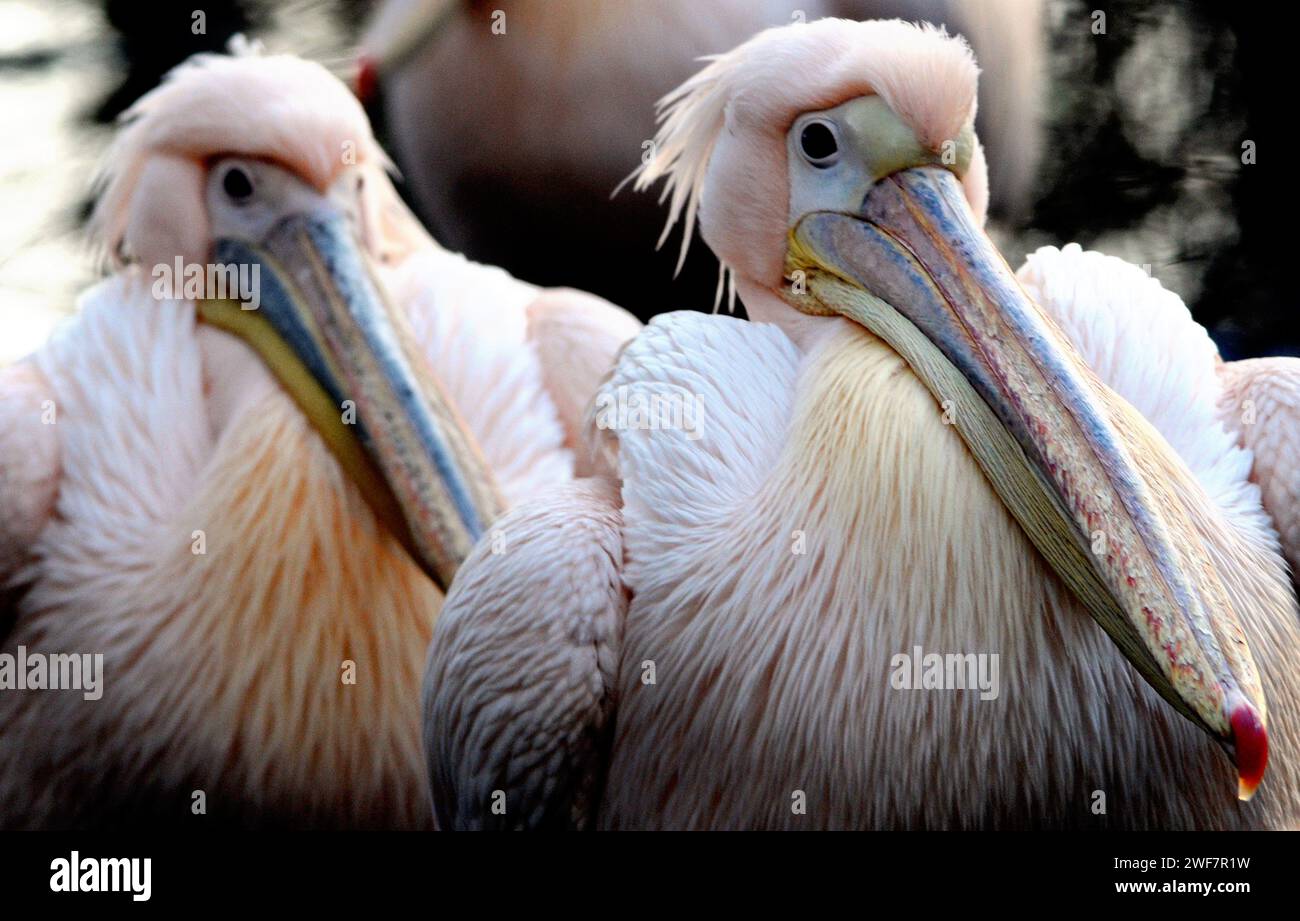 GREAT WHITE PELICAN ,BIRDWORLD, FARNHAM SURREY. PIC MIKE WALKER 2024 ...