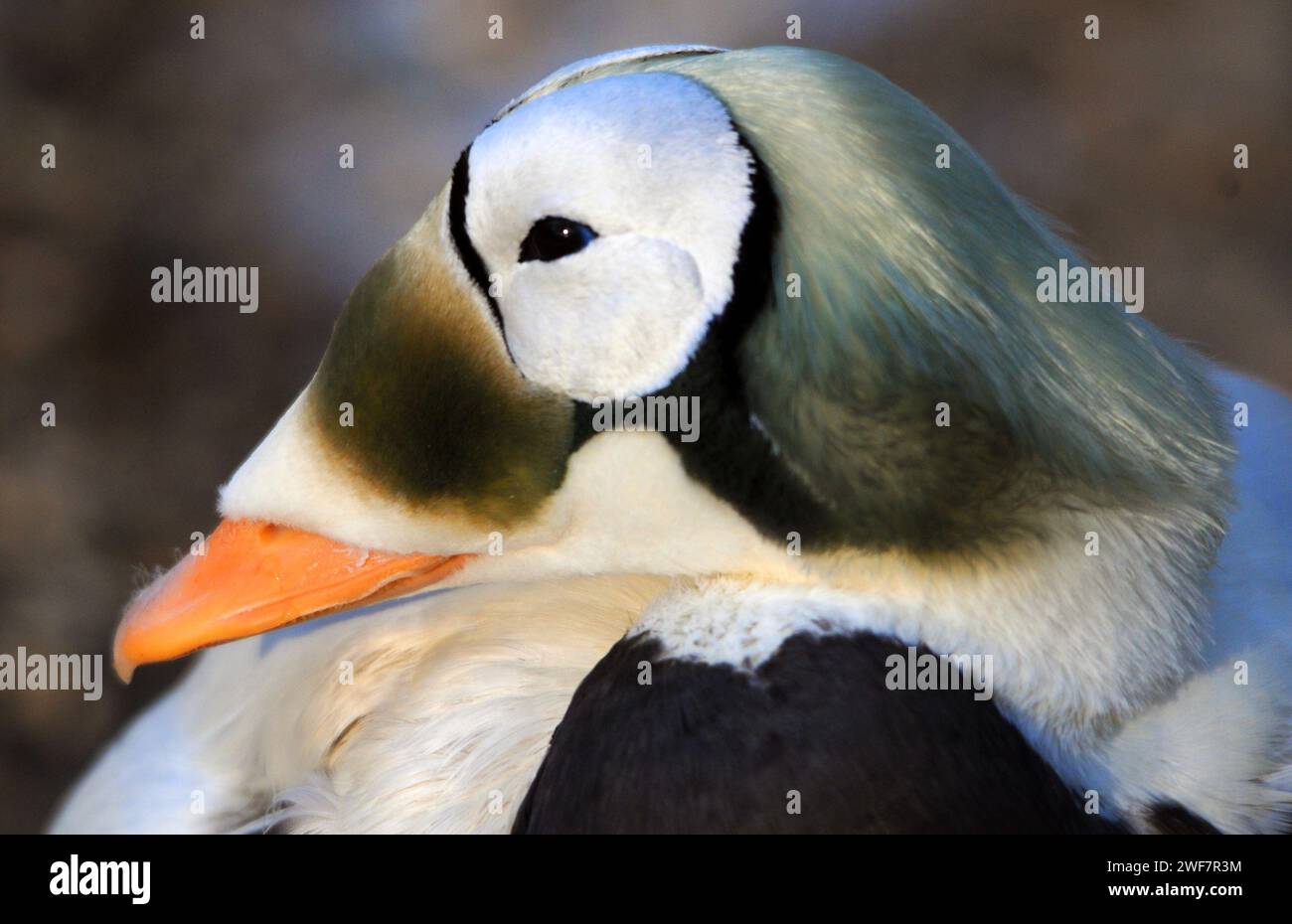 SPECTACLED EIDER DUCK ,BIRDWORLD, FARNHAM SURREY. PIC MIKE WALKER 2024 ...