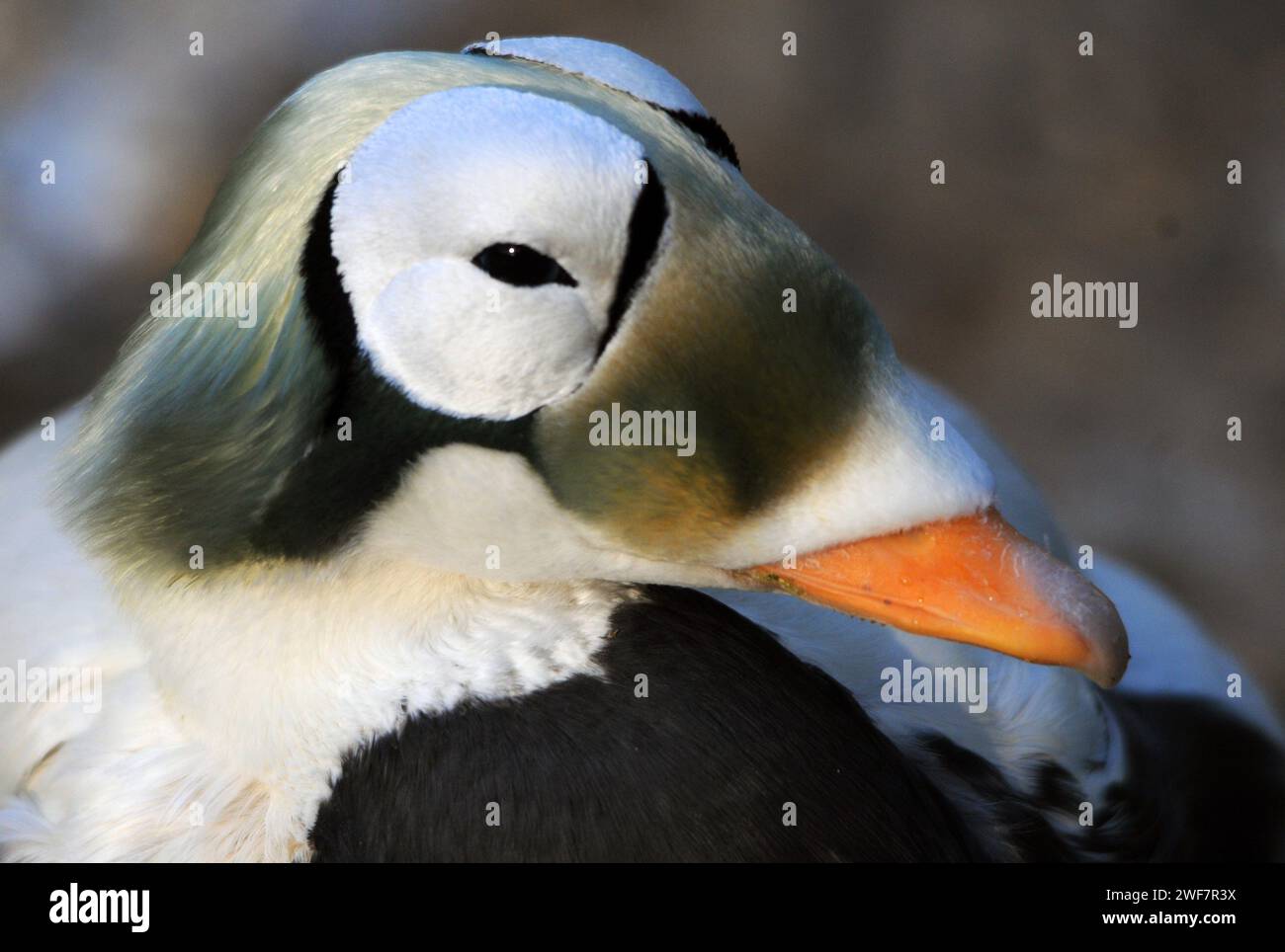 SPECTACLED EIDER DUCK ,BIRDWORLD, FARNHAM SURREY. PIC MIKE WALKER 2024 ...