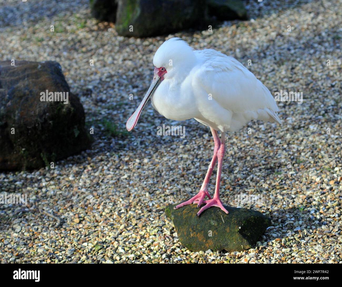 SPOONBILL ,BIRDWORLD, FARNHAM SURREY. PIC MIKE WALKER 2024 Stock Photo ...