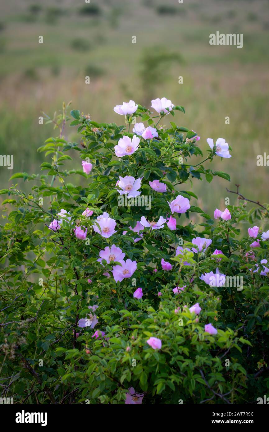 Beautiful blooming wild rose hi-res stock photography and images - Alamy