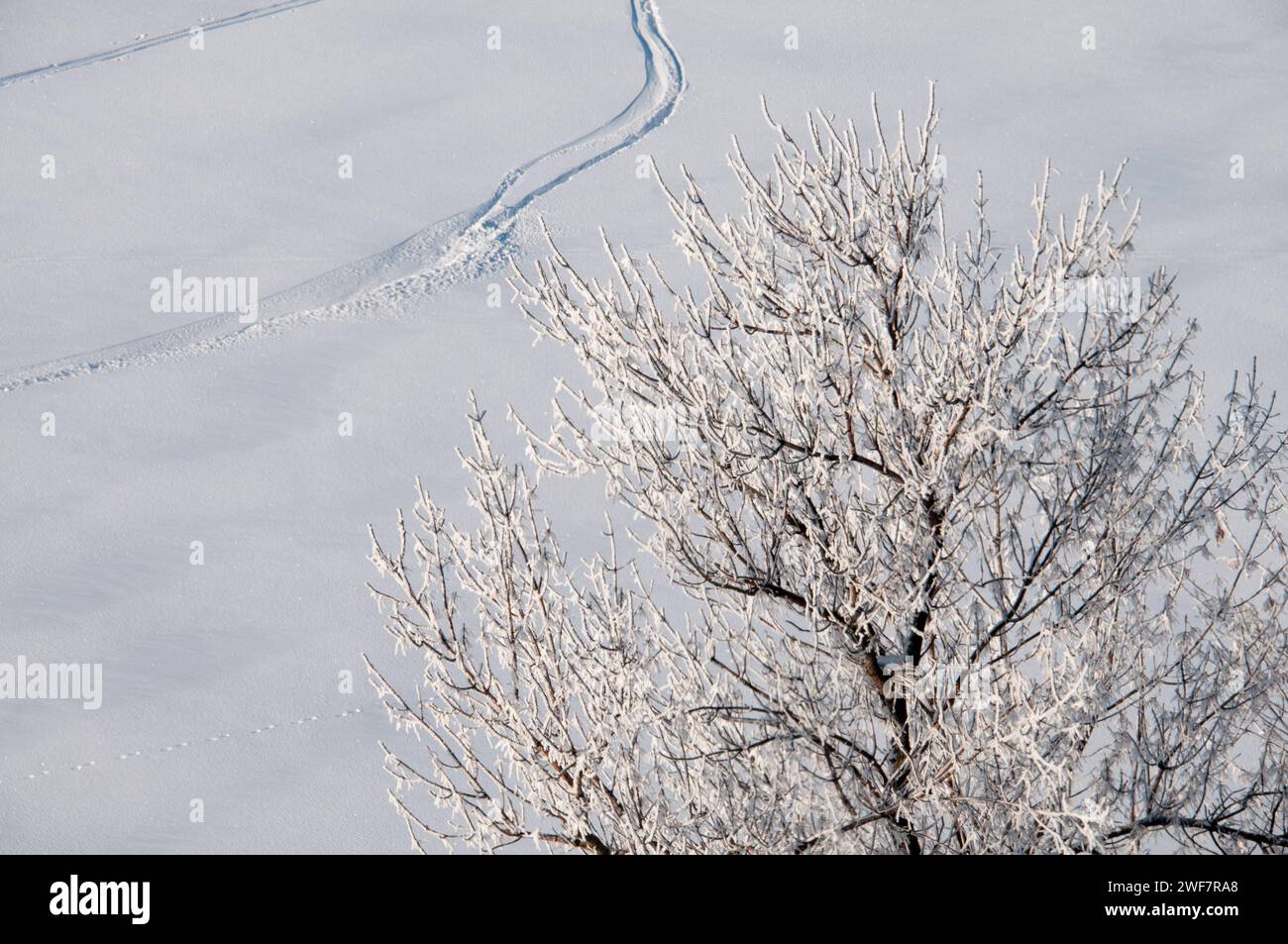 Nature A tree in frost during severe frosts Samara Samara region Russia ...