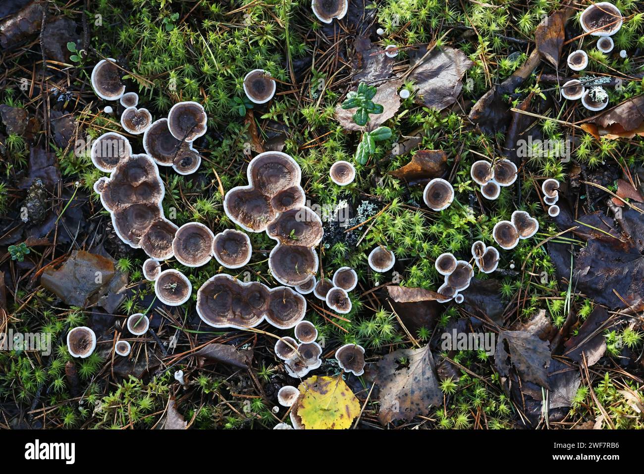 Phellodon tomentosus, also called Hydnum tomentosum, commonly known as ...