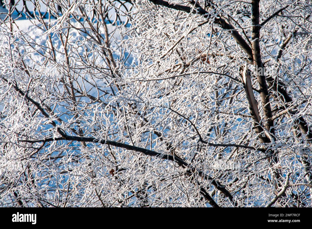 Nature A tree in frost during severe frosts Samara Samara region Russia ...