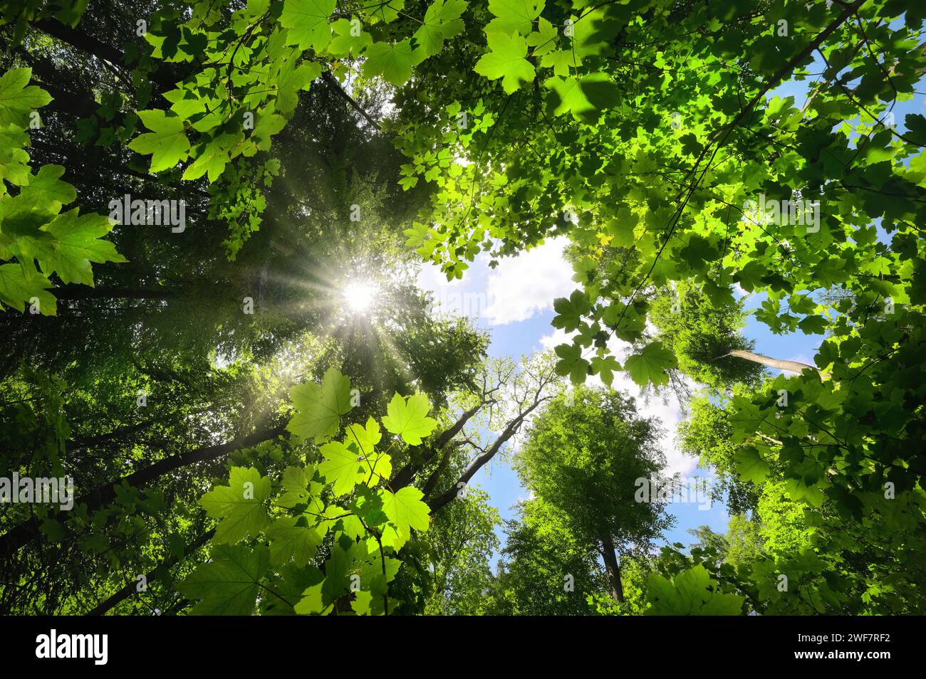 Canopy foliage hi-res stock photography and images - Alamy